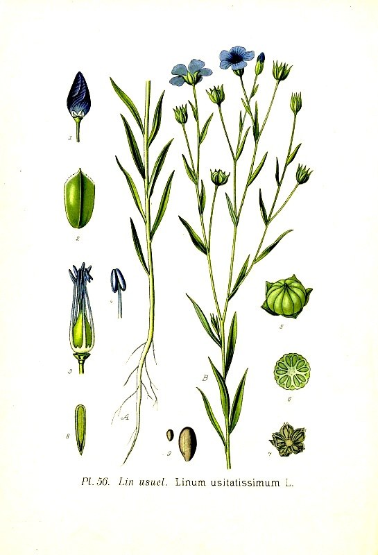 Le Lin | GLOBAL magazine